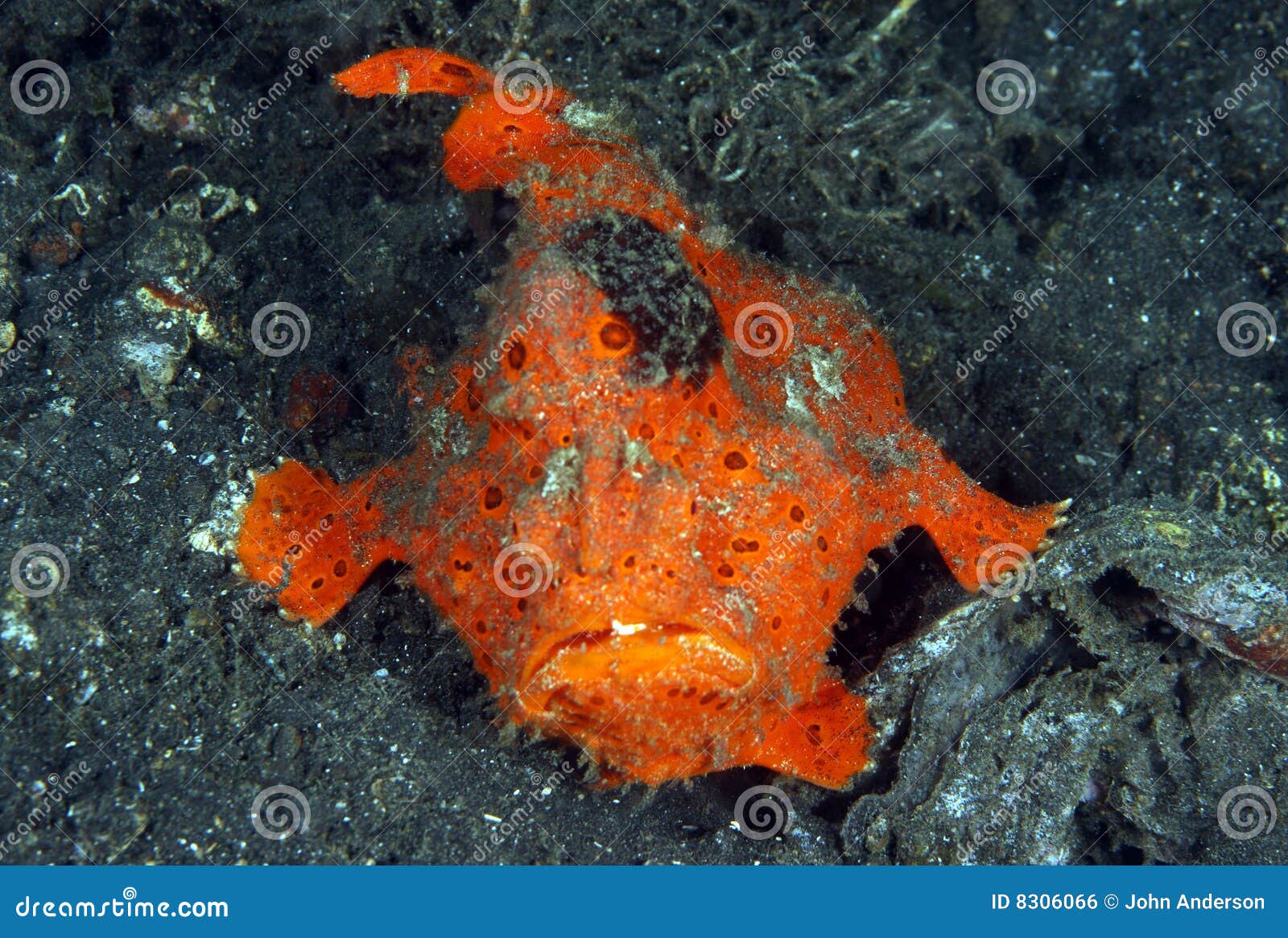 Painted frogfish stock photo. Image of coral, straits - 8306066