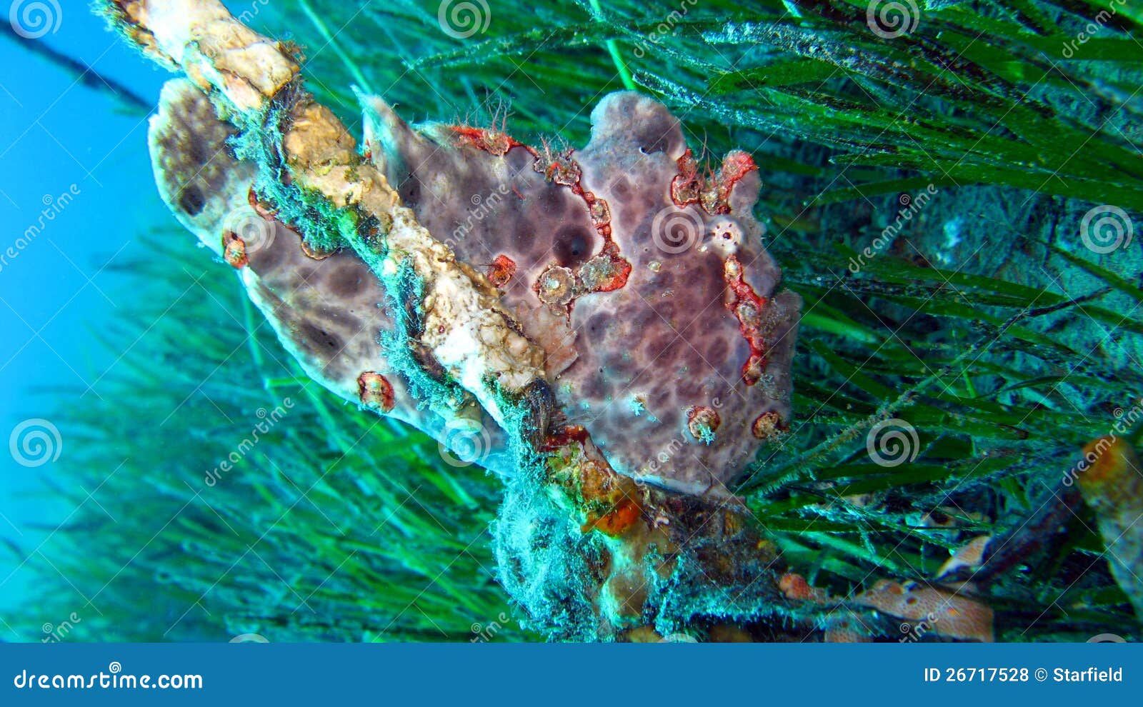 Painted Frogfish or Anglerfish,Antennarius Pictus Stock Photo - Image ...