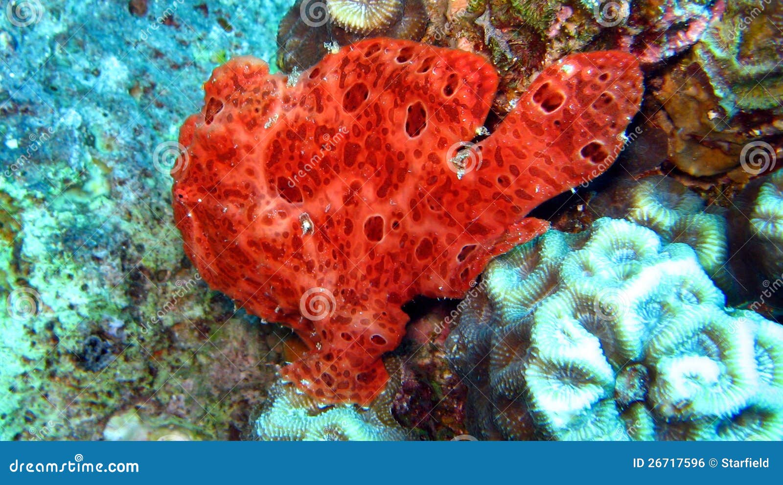 Painted Frogfish or Anglerfish,Antennarius Pictus Stock Photo - Image ...