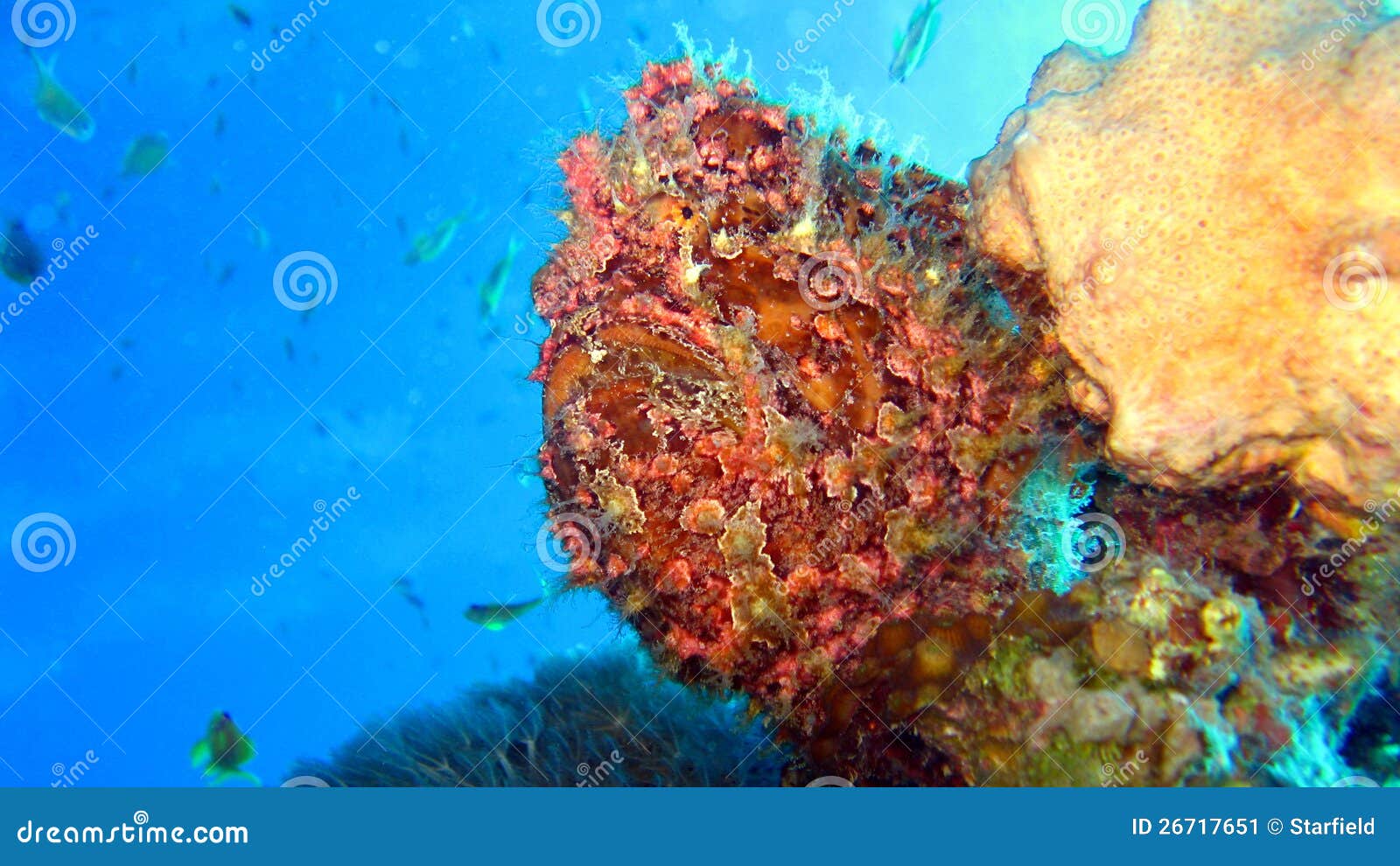 Painted Frogfish or Anglerfish,Antennarius Pictus Stock Image - Image ...