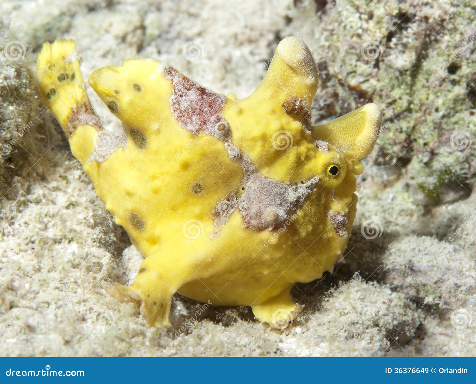 Painted Frogfish Or Anglerfish,Antennarius Pictus Royalty-Free Stock ...