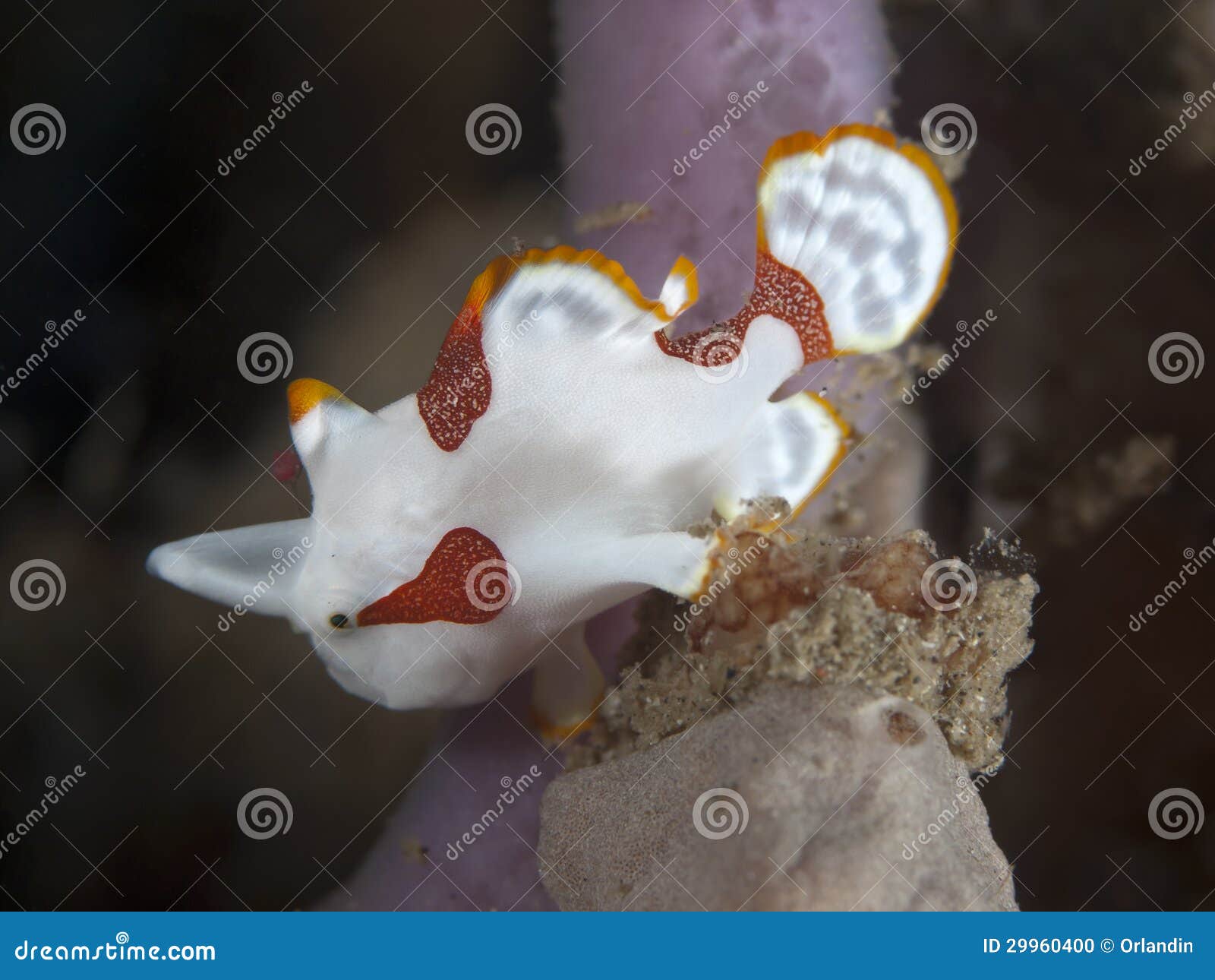 Painted Frogfish Or Anglerfish,Antennarius Pictus Royalty-Free Stock ...