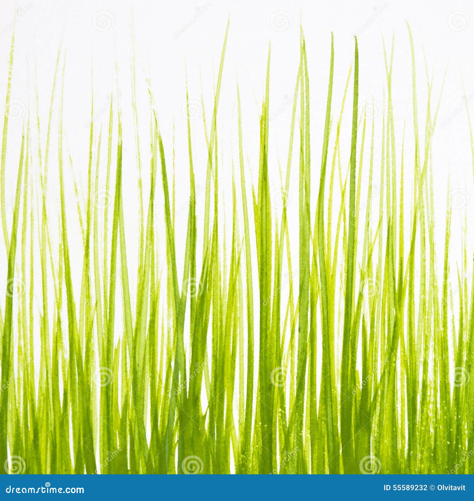 Painted in Gouache Green Grass on a White Background Stock Illustration ...