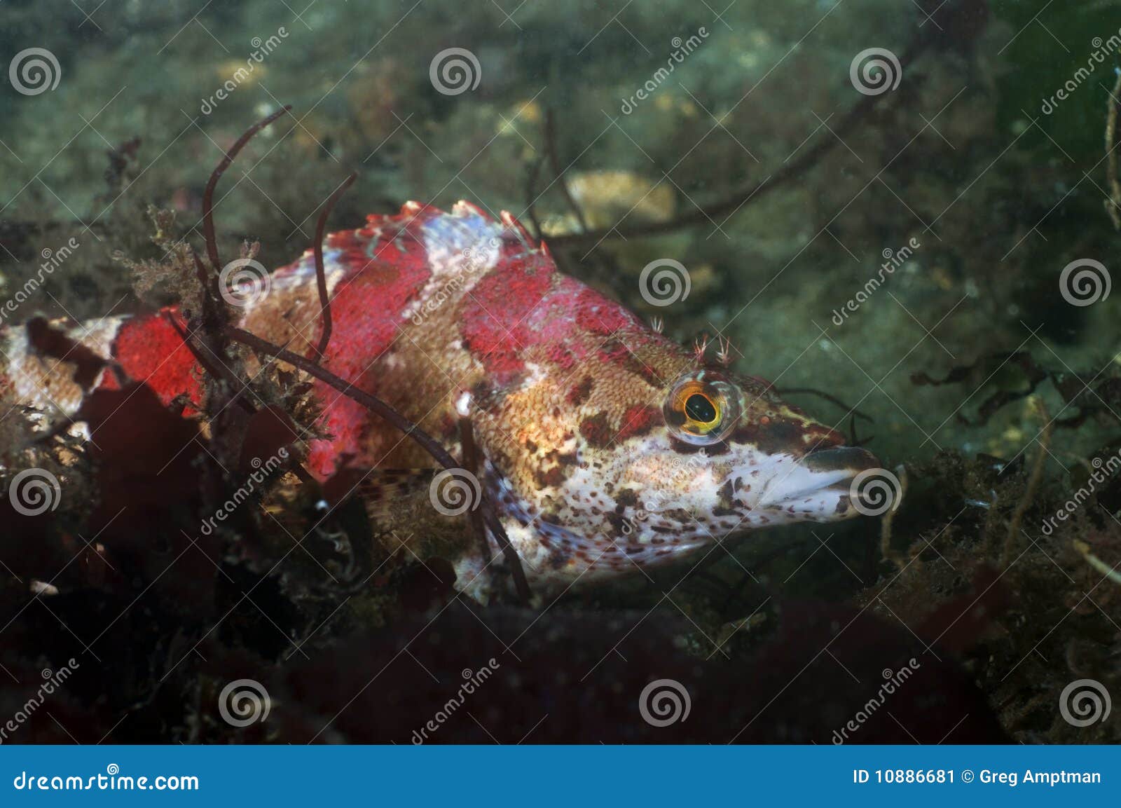 Painted Greenling stock image. Image of macro, seascape - 10886681