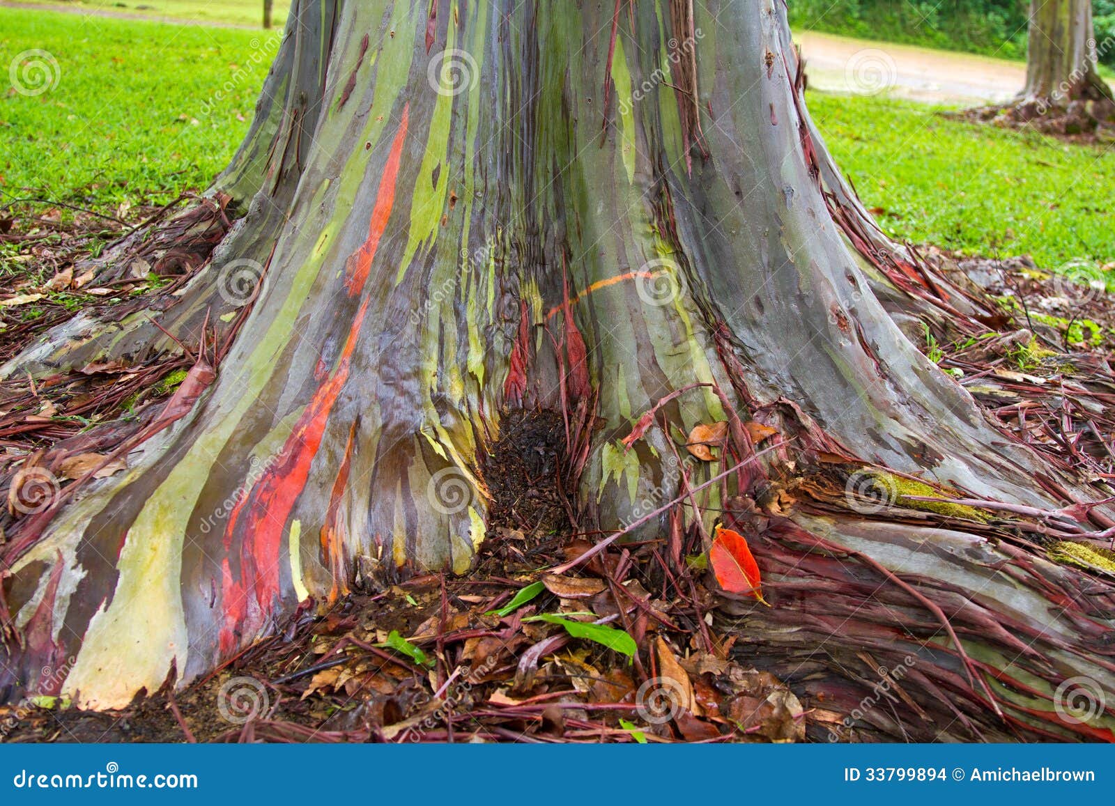 Rainbow Painted Gum / Eucalyptus Tree Stock Photo - Image of tree ...