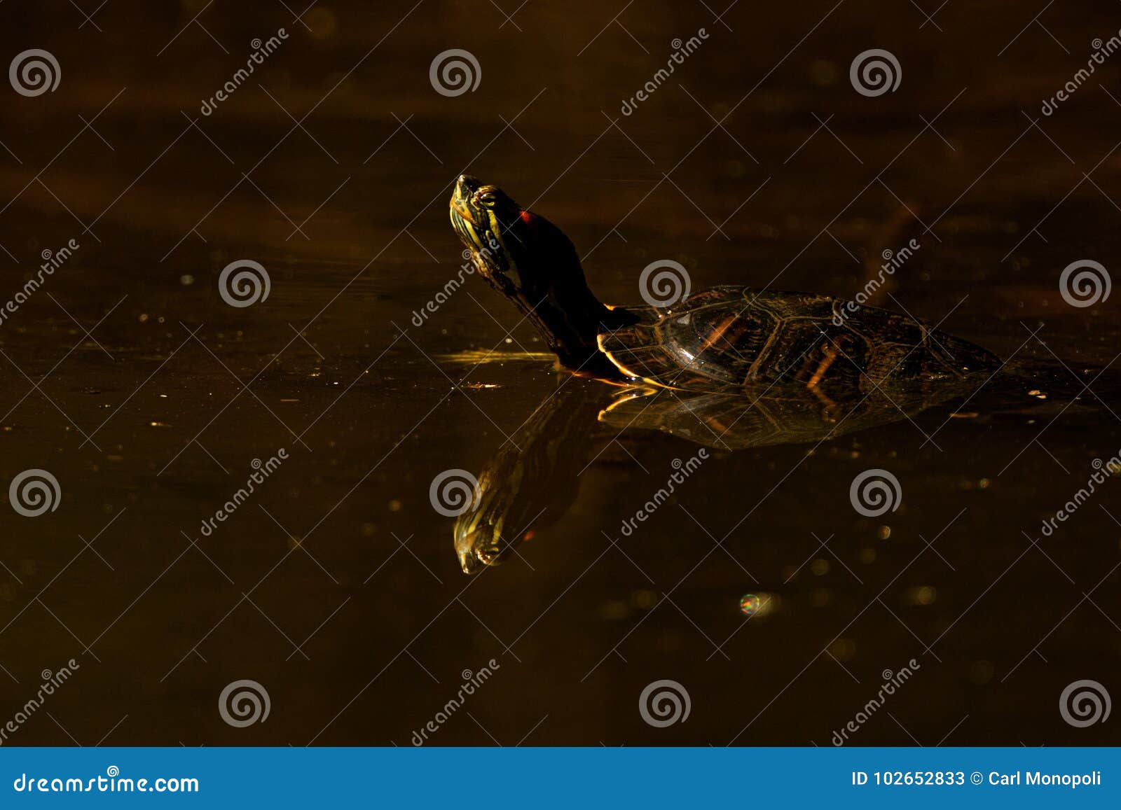 Painted Janus stock image. Image of tortoise, water - 102652833