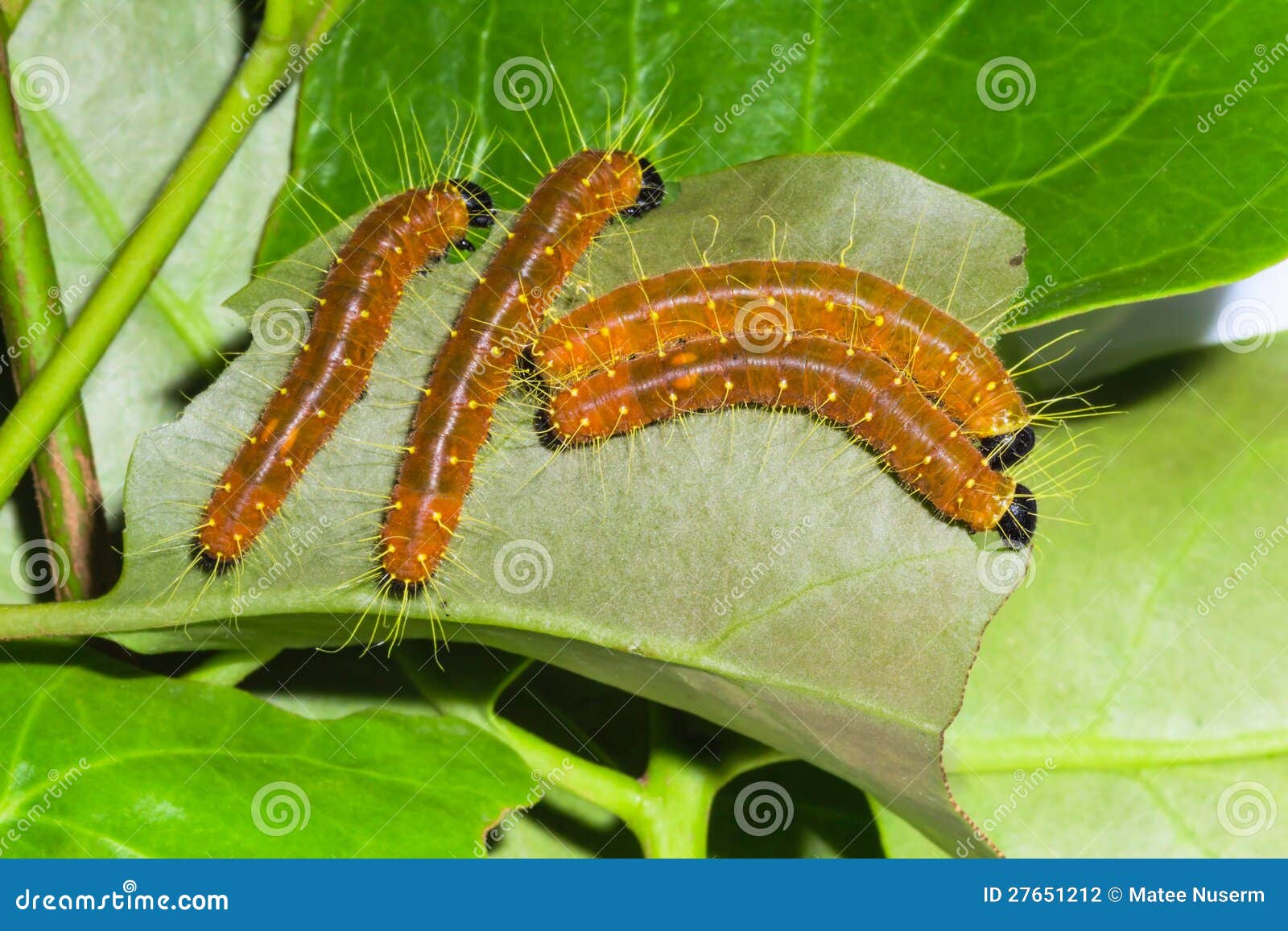 Painted Jezebel lavae stock photo. Image of jezebel, insect - 27651212