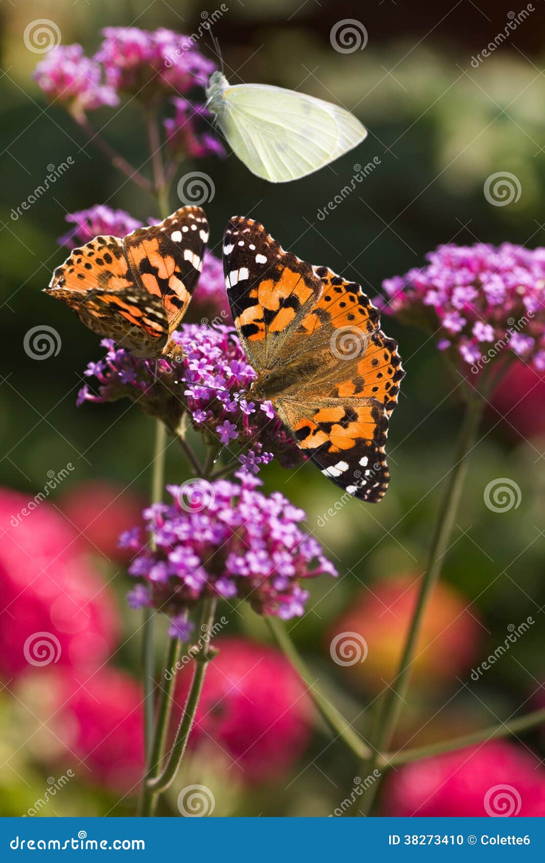 Painted Ladies Butterflies on Stock Photo - Image of scene, ladies ...