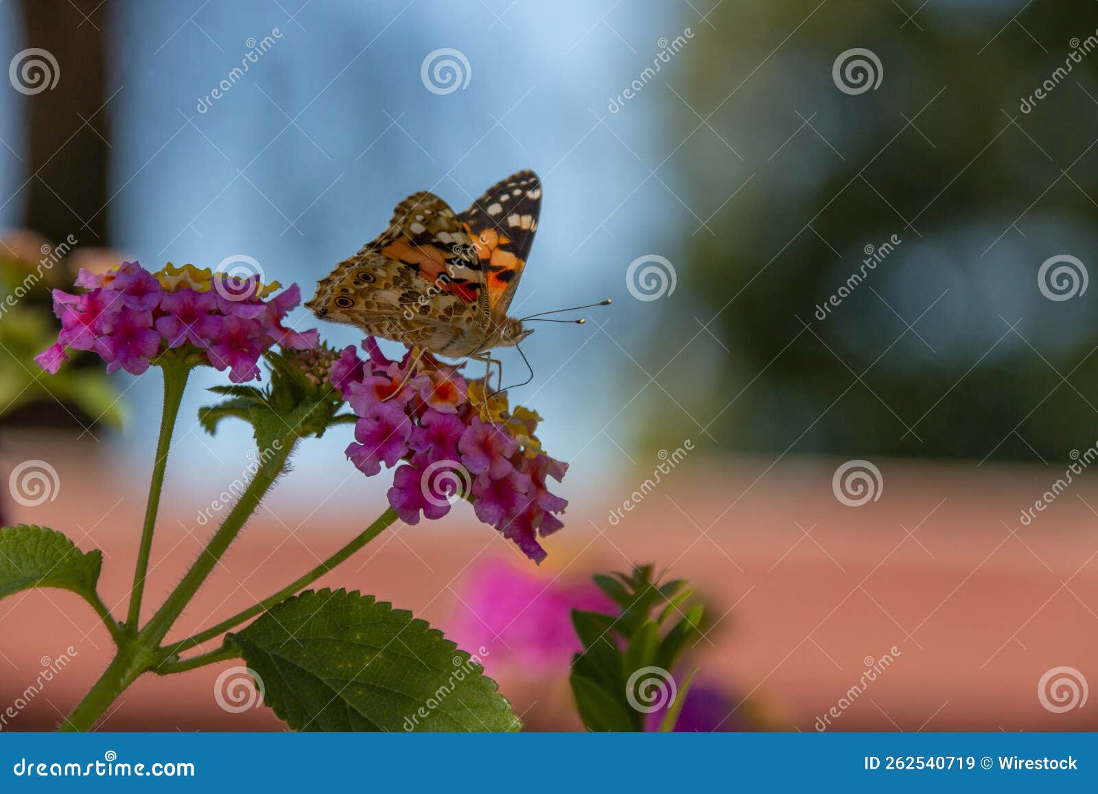The Painted Lady Butterfl stock image. Image of butterfly - 262540719