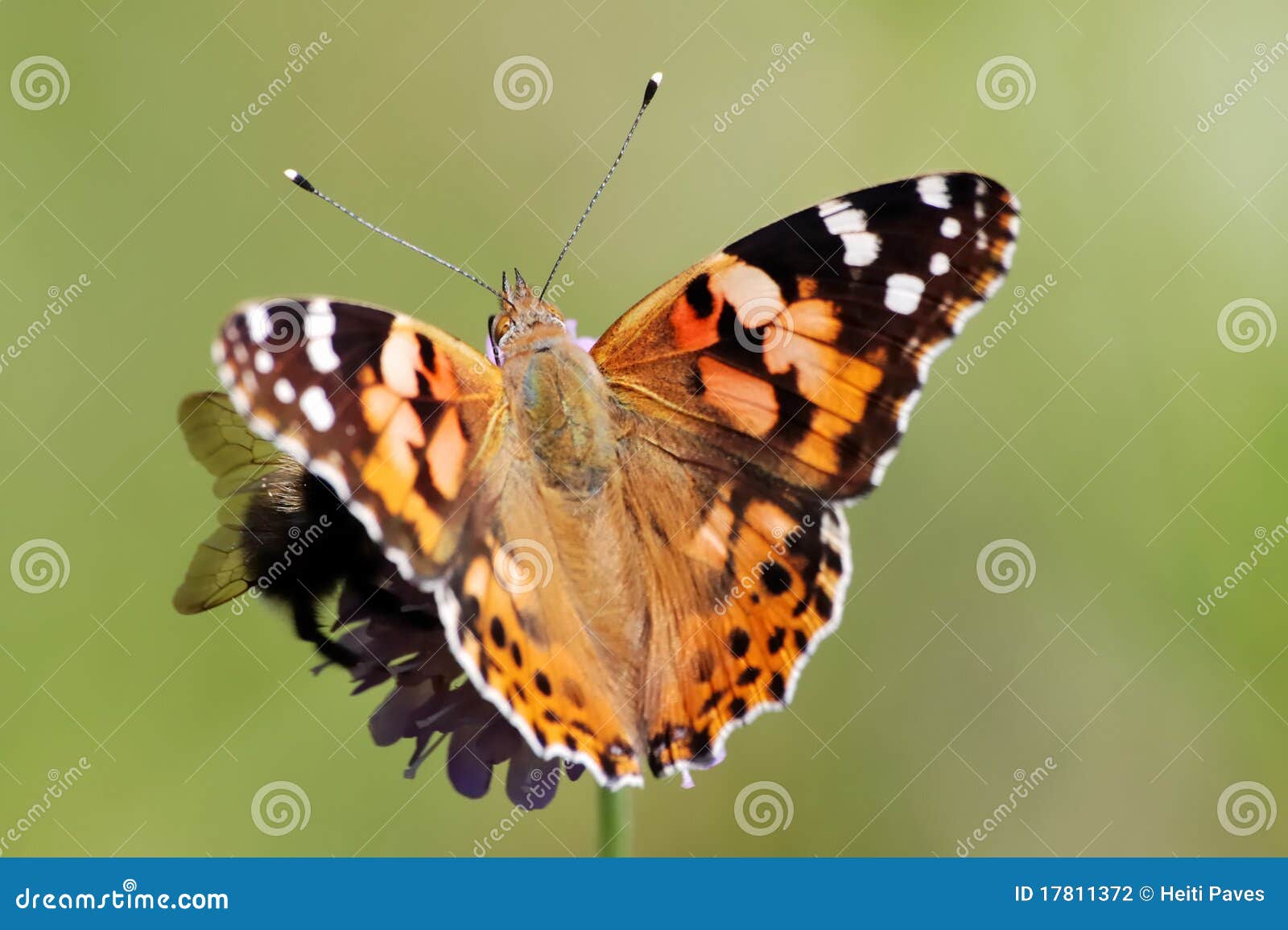 Painted Lady Butterfly stock photo. Image of painted - 17811372