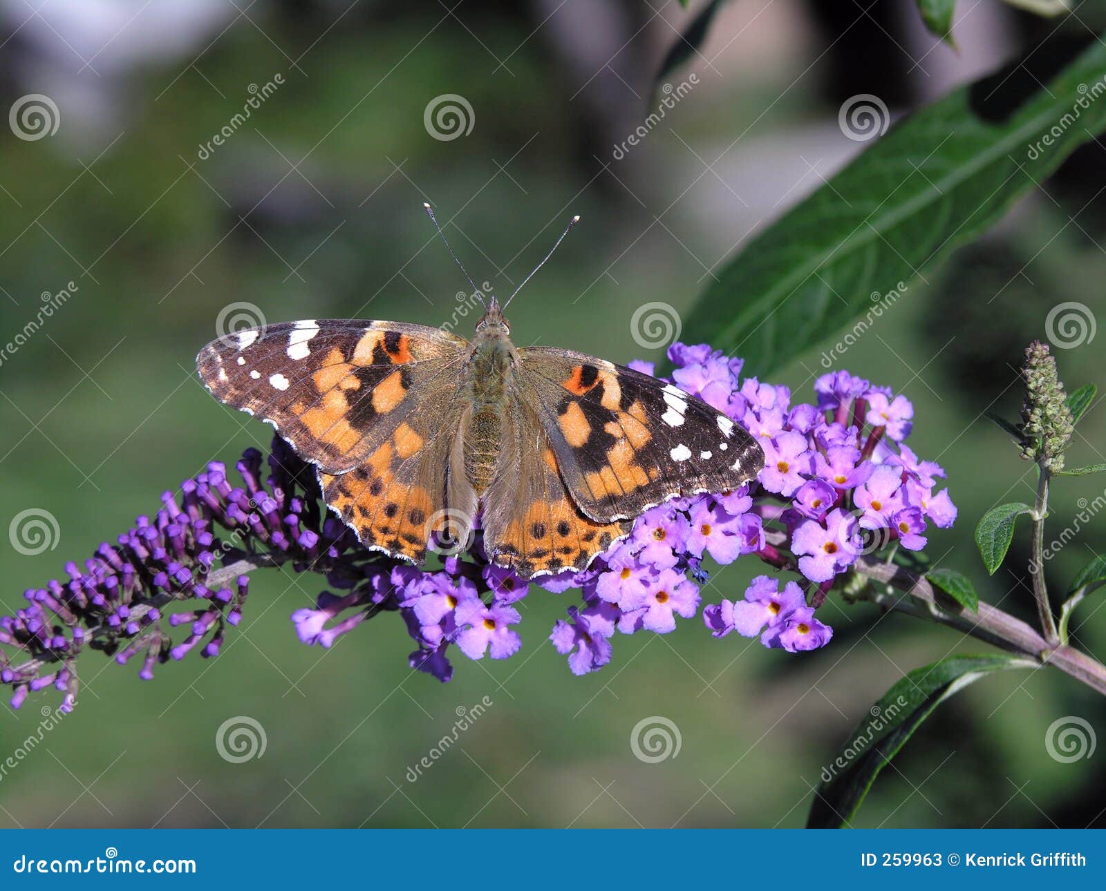 Painted Lady butterfly stock image. Image of plant, nature - 259963