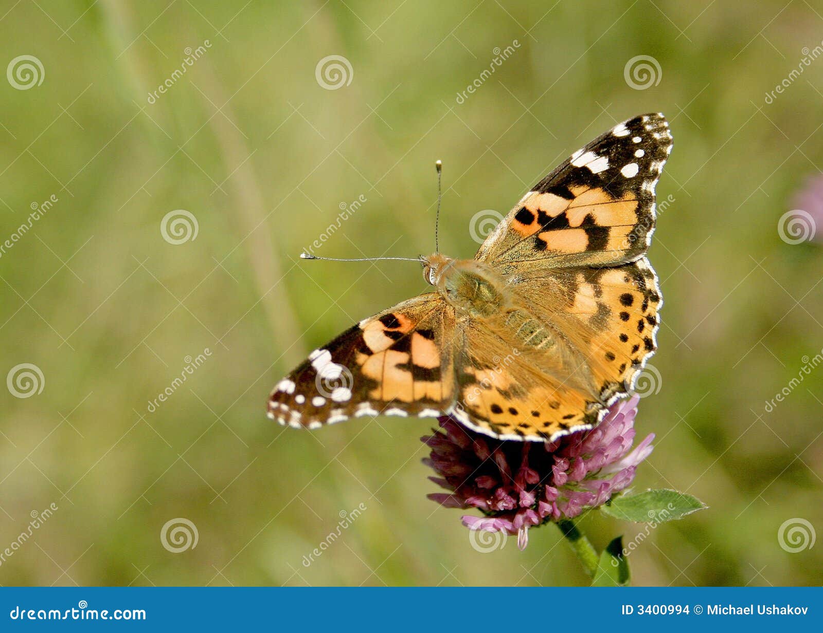 Painted Lady Butterfly stock photo. Image of eating, bright - 3400994