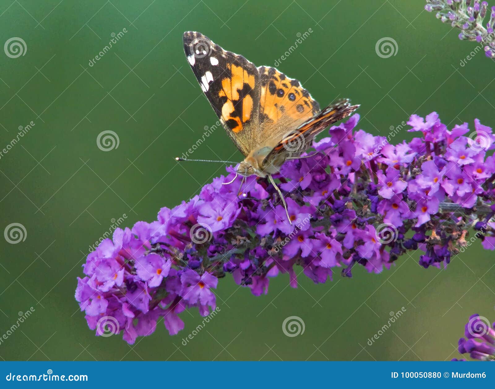 Painted Lady Butterfly stock photo. Image of backyard - 100050880