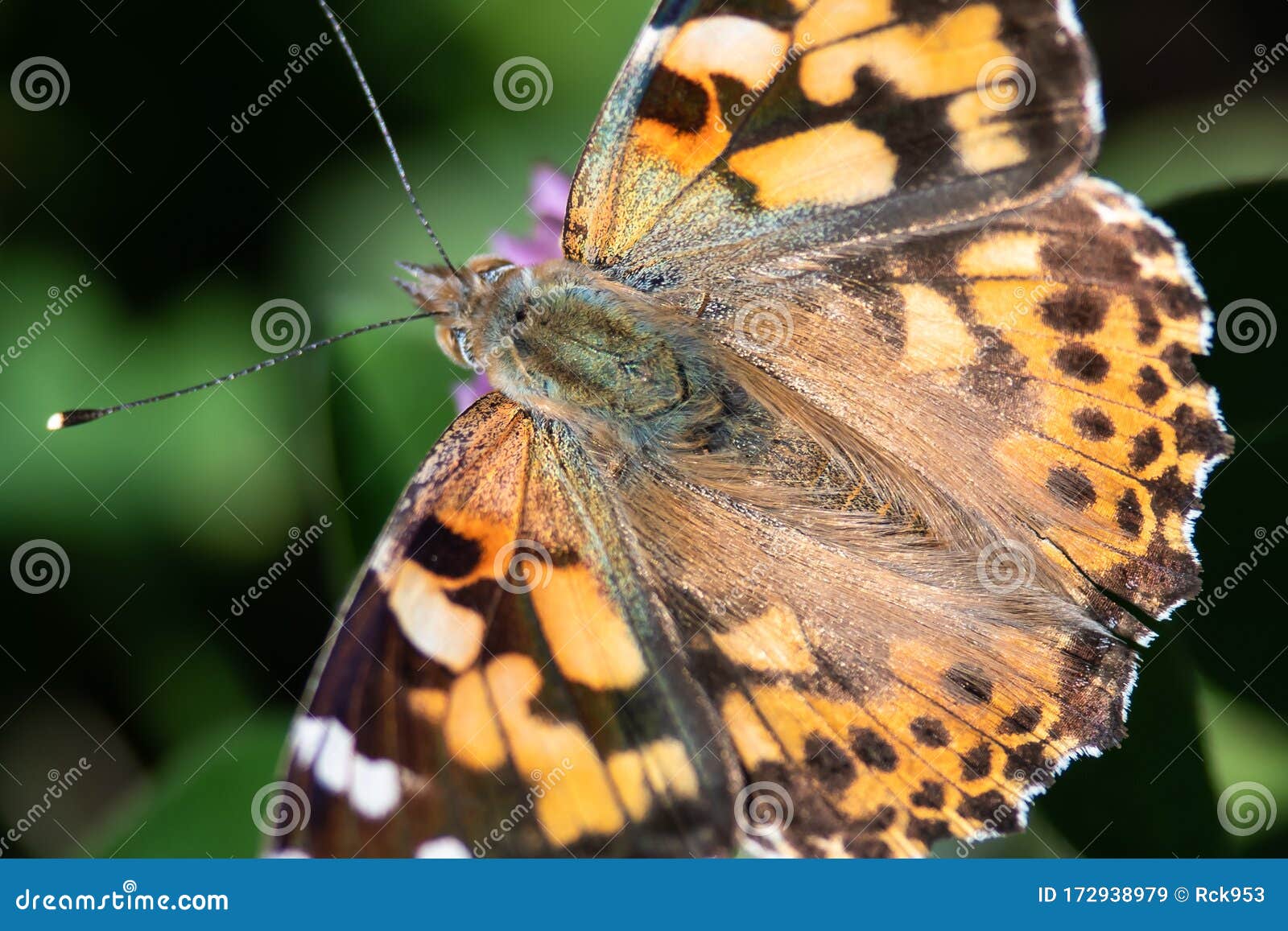 Painted Lady Butterfly Sipping Nectar from the Accommodating Flower ...