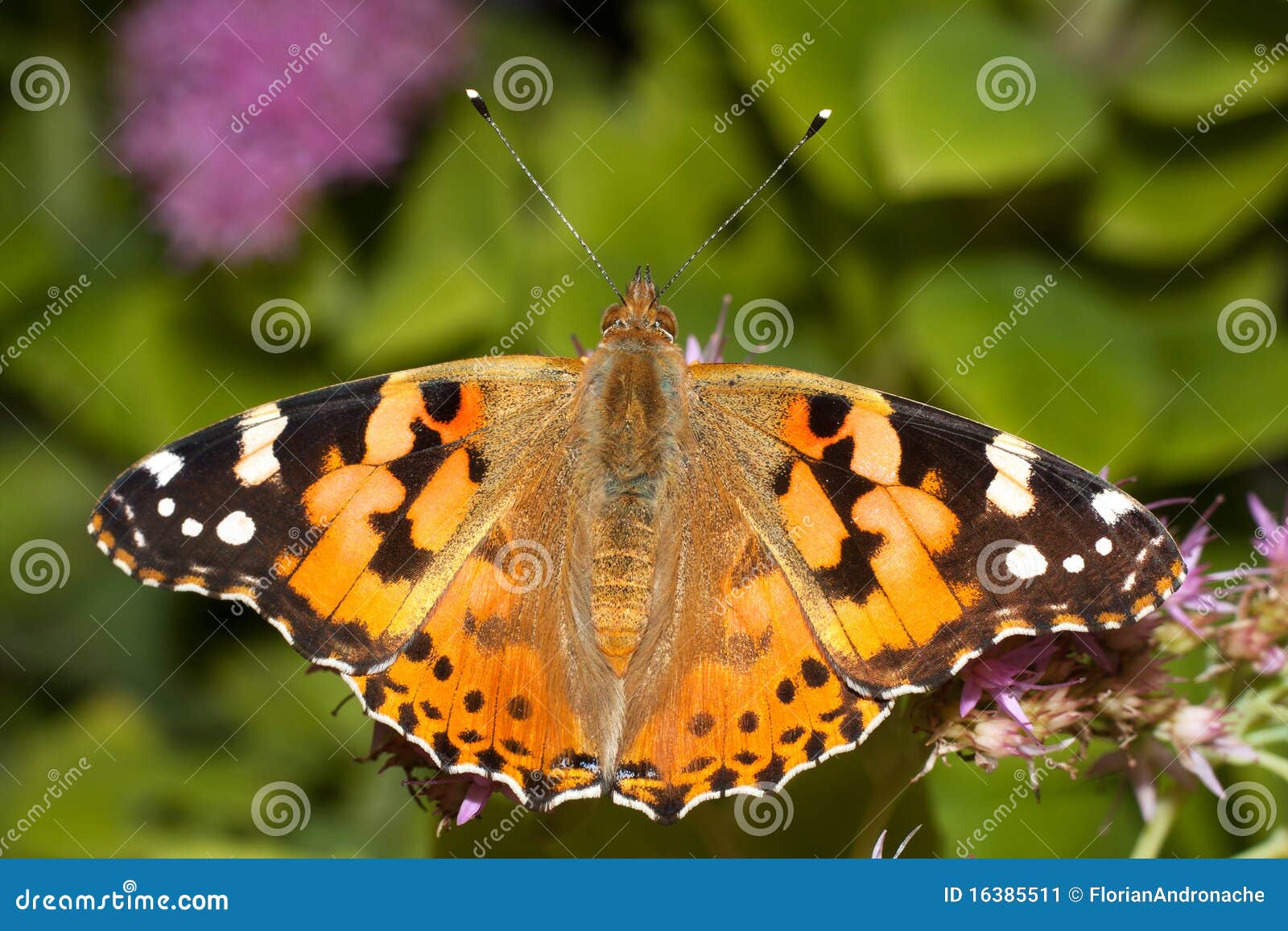 Painted Lady Butterfly, Vanessa Cardui Stock Image - Image of body ...