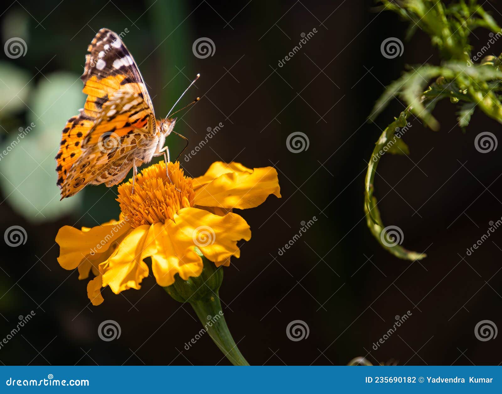 Painted Lady on. a Marigold Flower Stock Photo - Image of headlamp ...