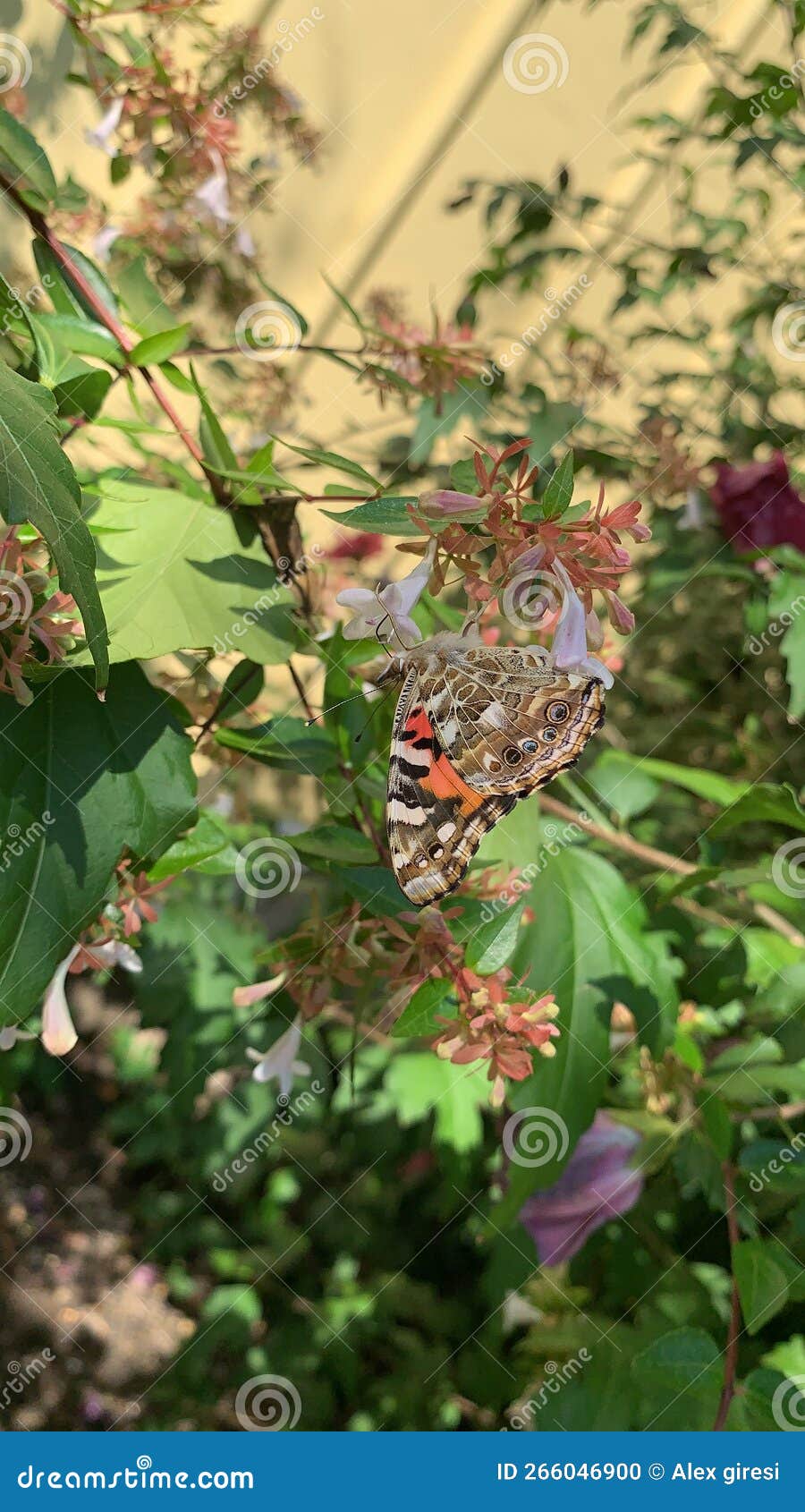 Painted Lady Moth stock photo. Image of painted, moth - 266046900