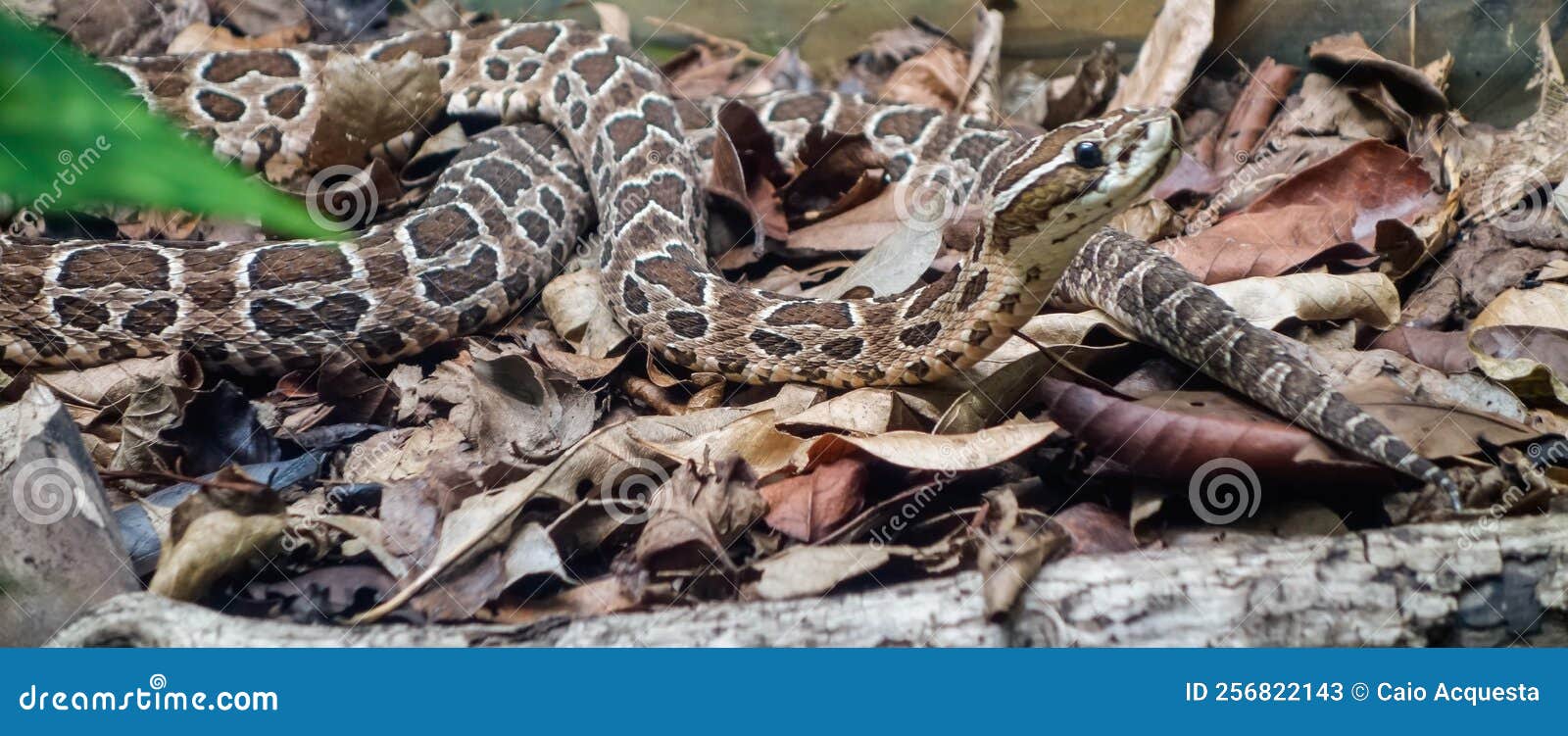 Painted Lancehead Snake, or Bothrops Diporus. Close Up View Stock Image ...