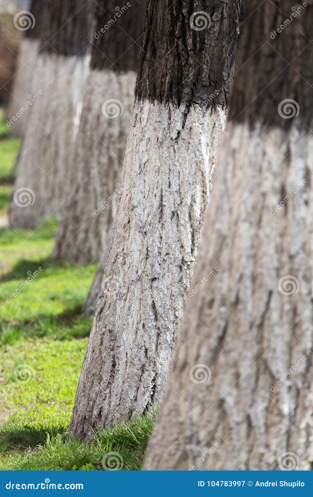 Painted Lime Tree Bark in Nature Stock Image - Image of brush, care ...