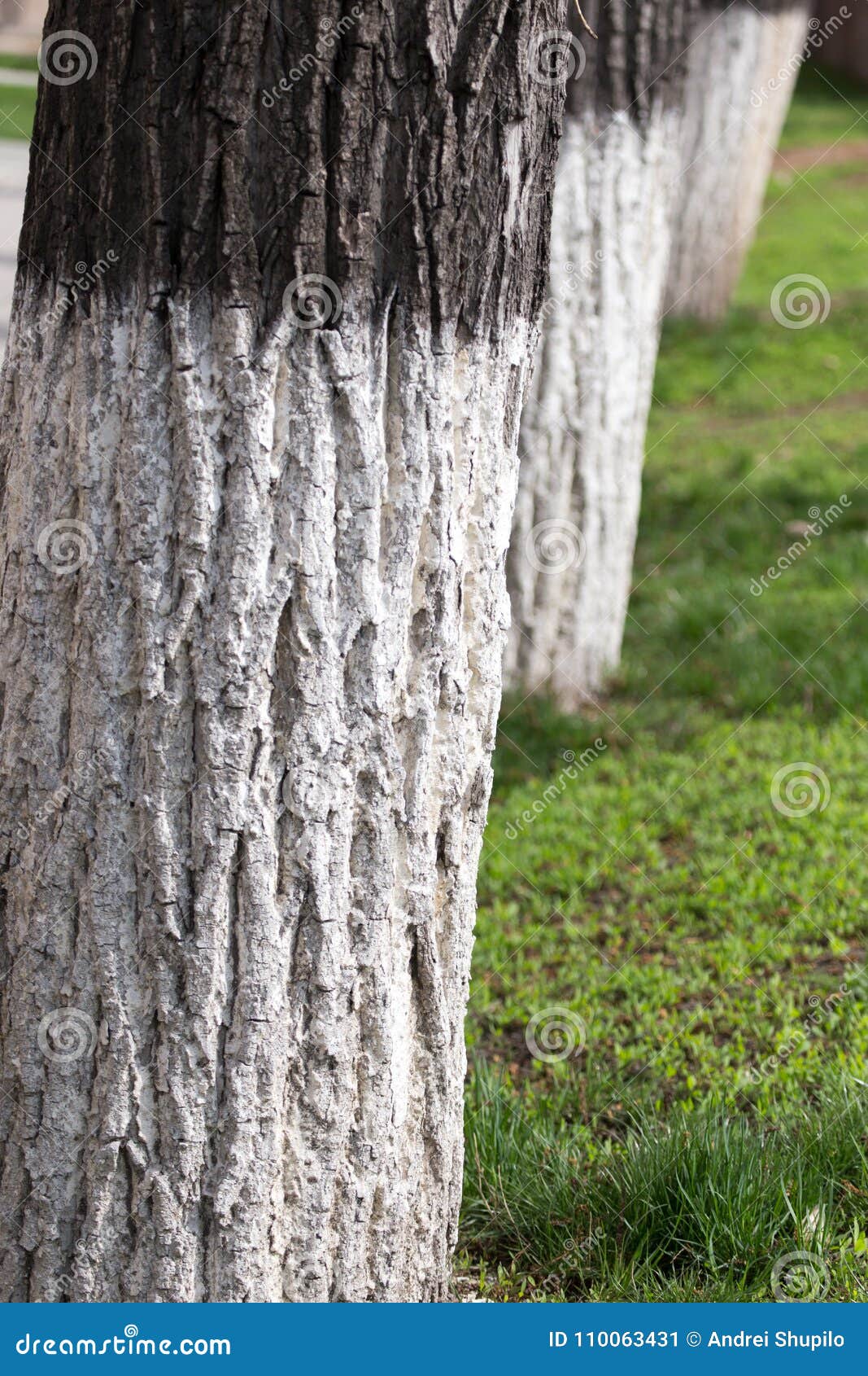Painted Lime Tree Bark in Nature Stock Image - Image of cover, paint ...
