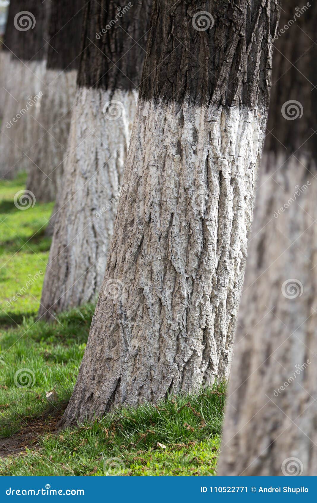 Painted Lime Tree Bark in Nature Stock Image - Image of grow, scene ...