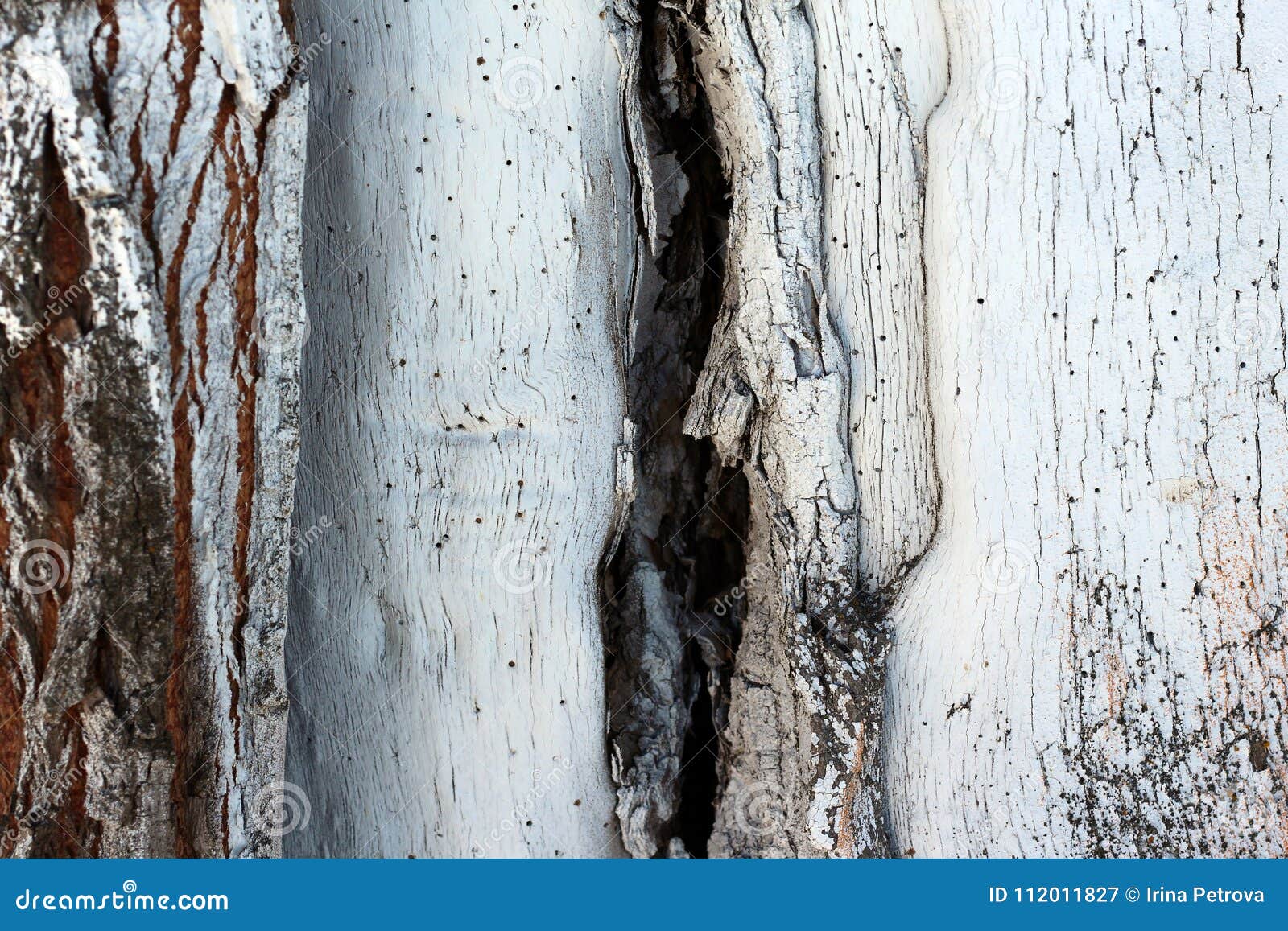 Painted in lime tree bark stock image. Image of natural - 112011827