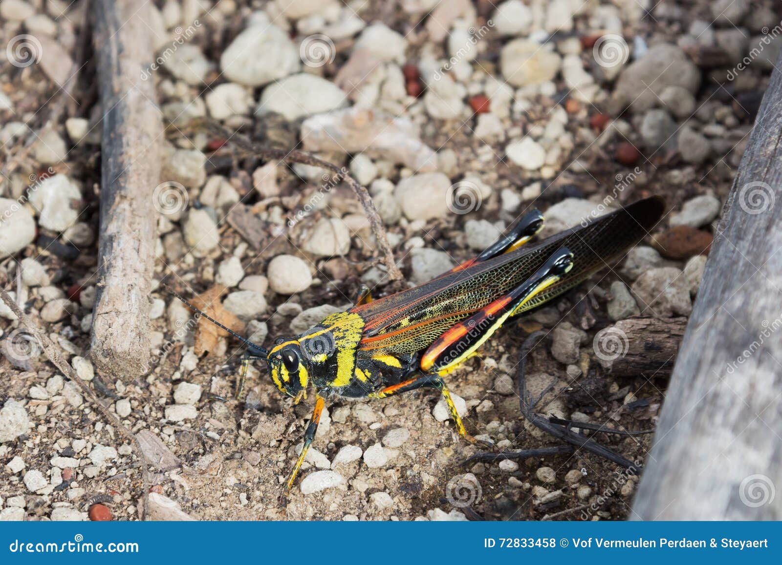 Painted Locust Sitting on Some Small Pebbles. Stock Photo - Image of ...