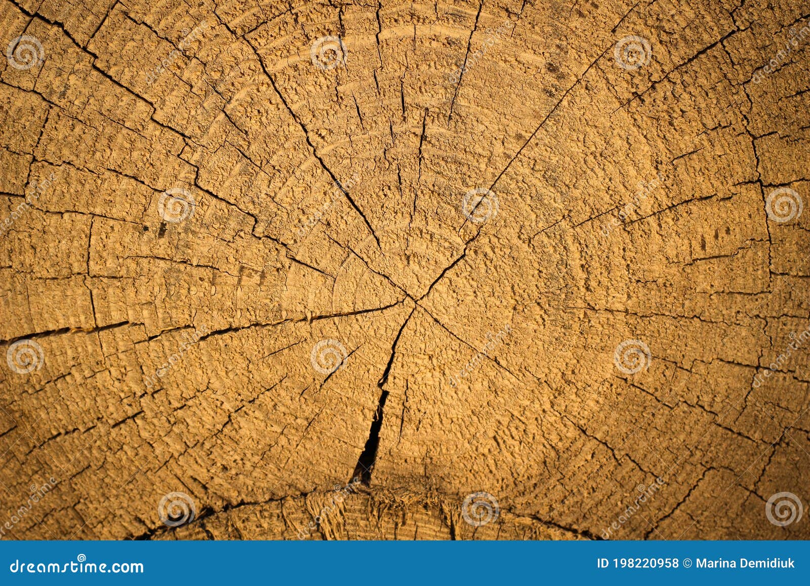 Painted Log in the Section, Texture of the Tree Stock Photo - Image of ...