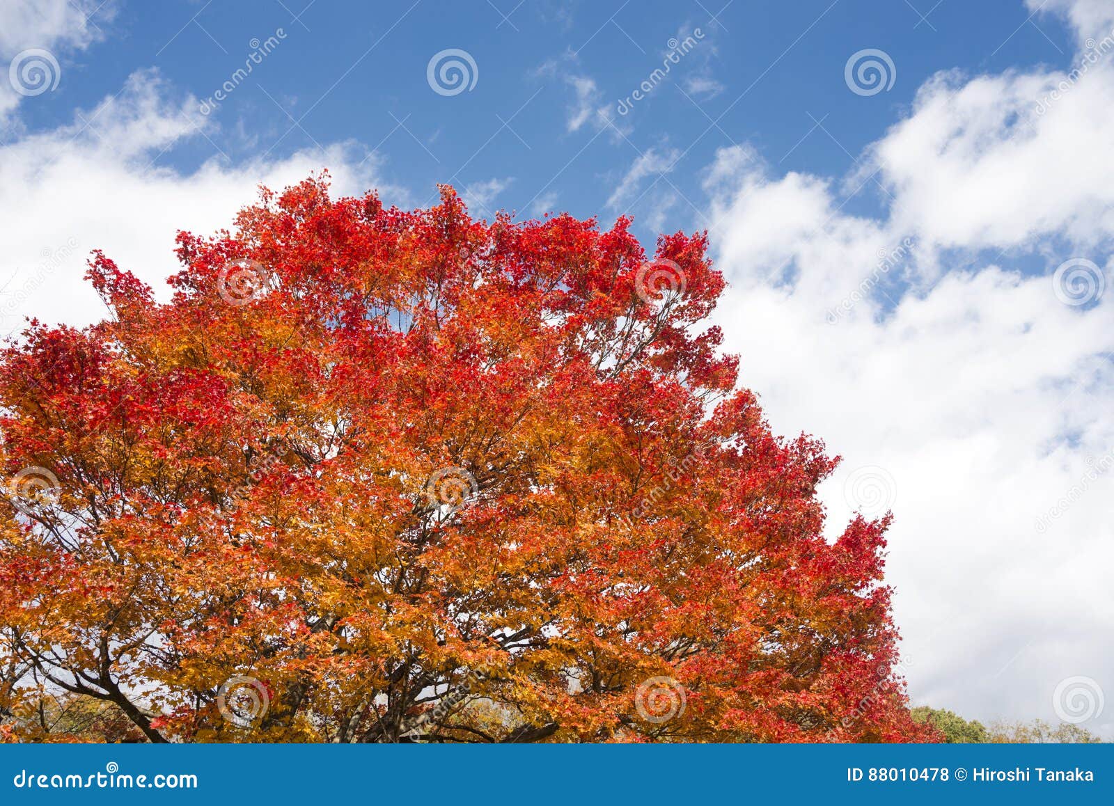 Painted maple tree stock photo. Image of leaf, deep, vivid - 88010478