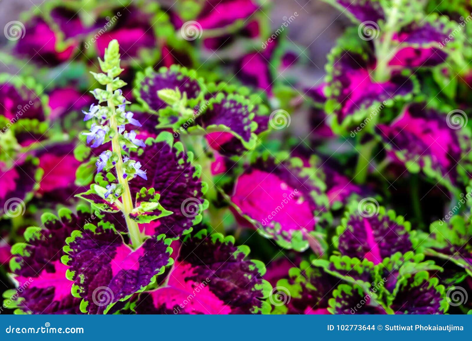 Painted nettle stock photo. Image of grow, botanical - 102773644