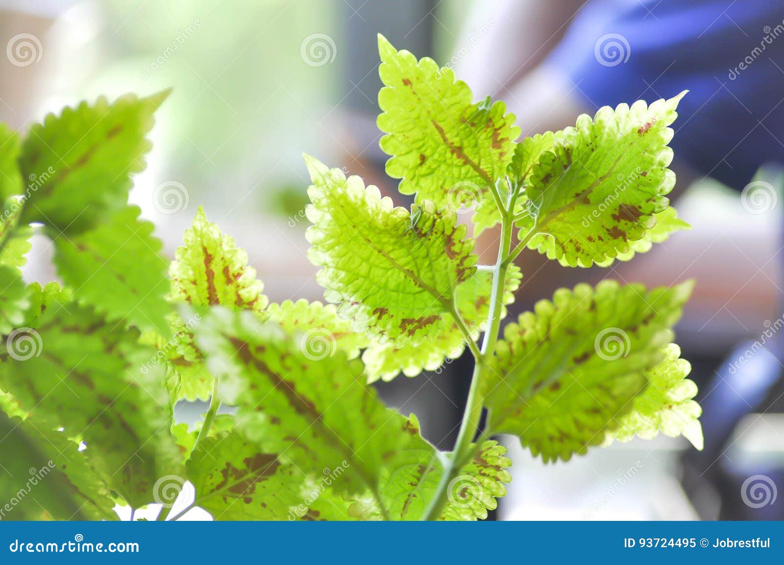 Painted Nettle or Flame Nettle Stock Image - Image of outdoor, tree ...