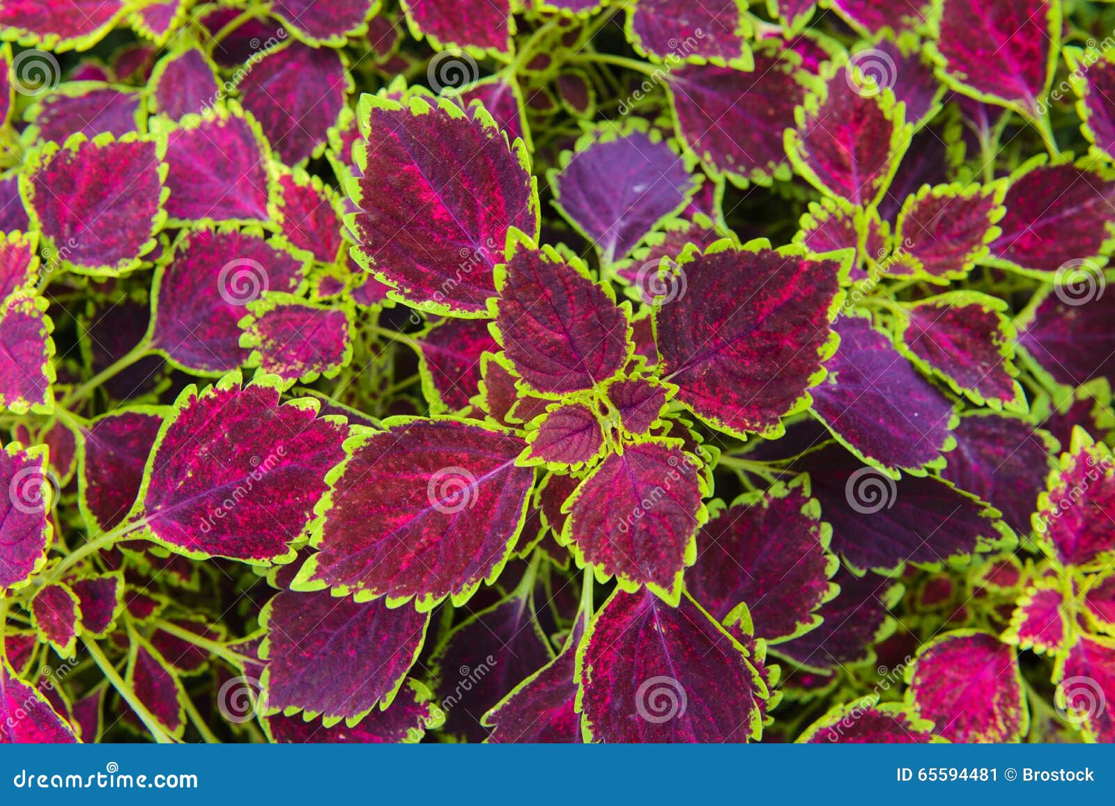 Painted nettle leaf stock image. Image of close, adult - 65594481