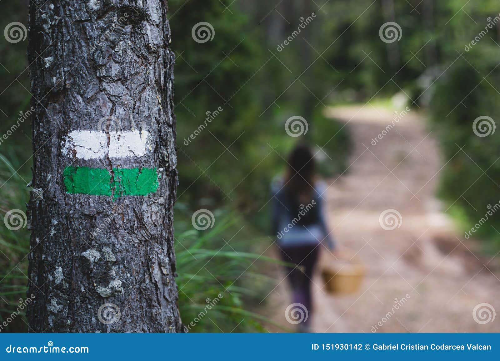 Painted Path Mark On A Tree With Blurred Woman Hiker On Background ...