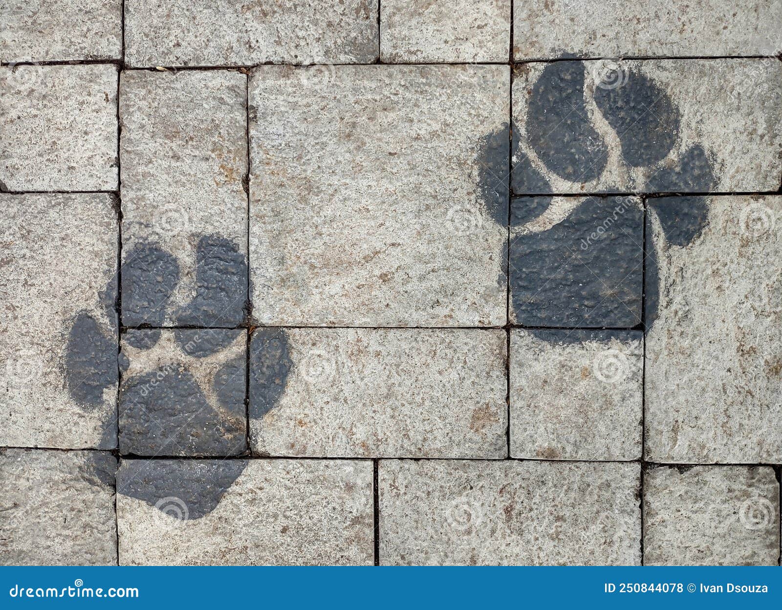 Painted Pug Marks of Leopard on a Concrete Brick Walkway Stock Photo ...
