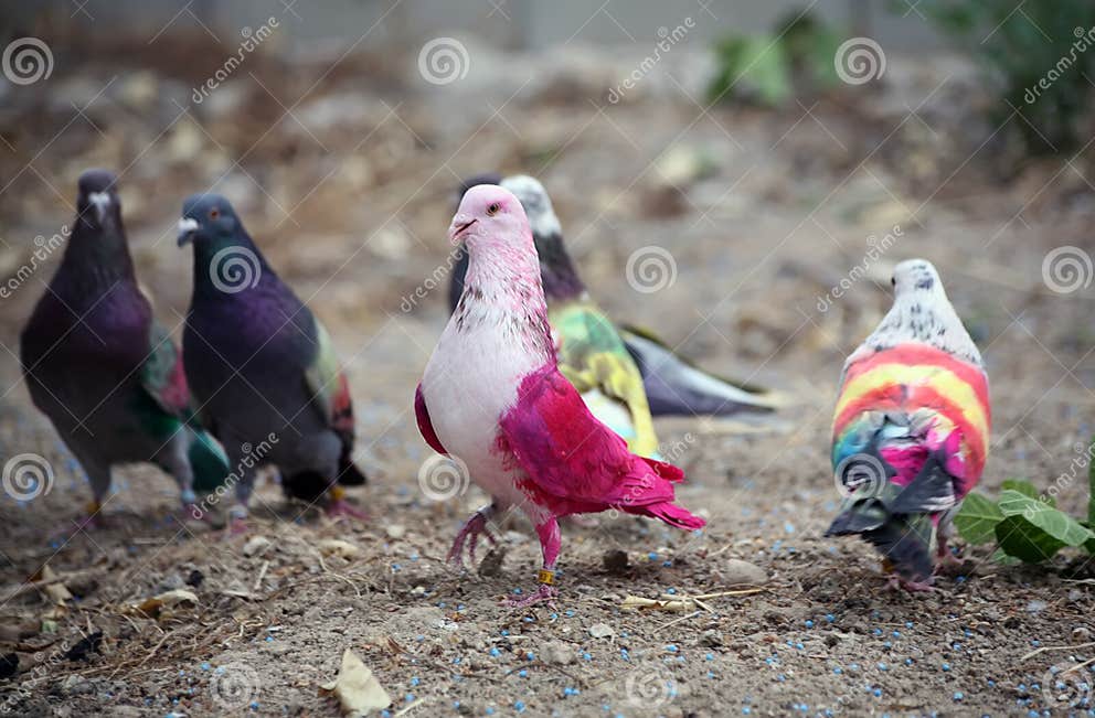 Painted racing pigeons stock photo. Image of spanish, bird - 5839950