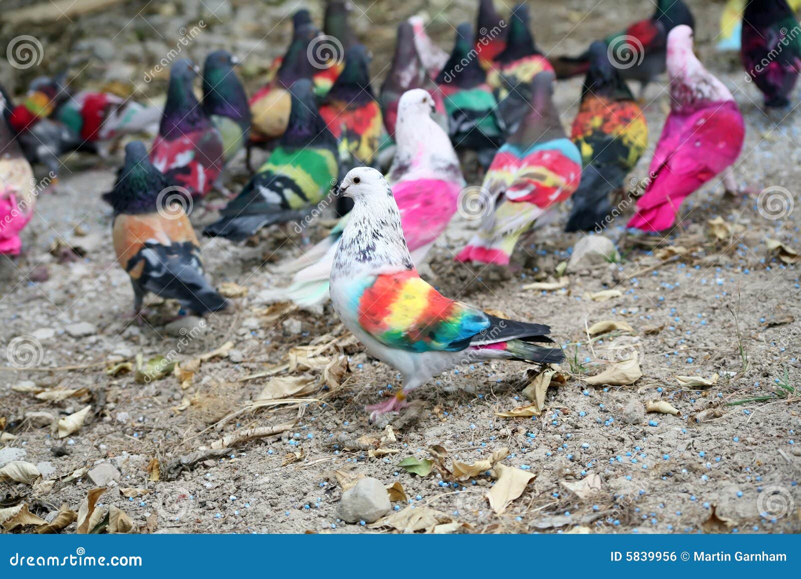 Painted racing pigeons stock photo. Image of spanish, coloured - 5839956