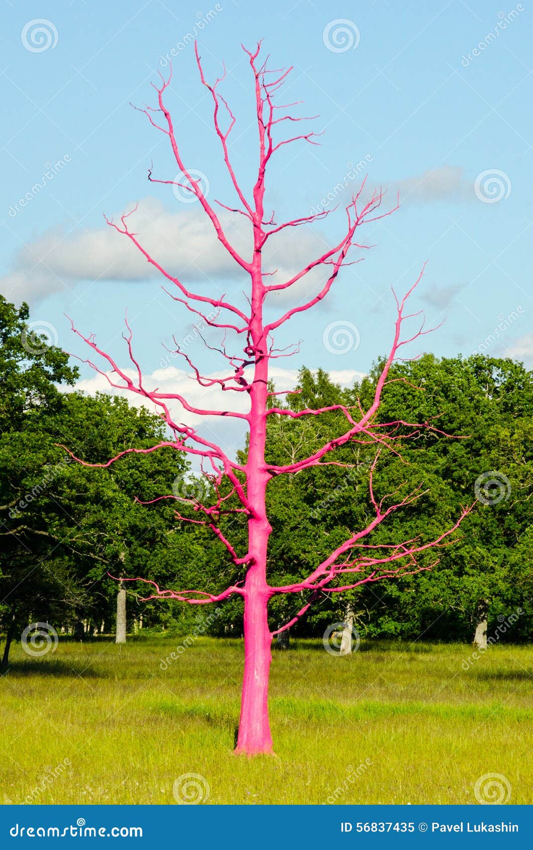 Painted red tree stock image. Image of leaves, nature - 56837435