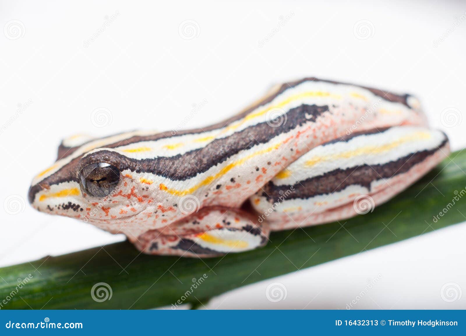 Painted Reed Frog stock image. Image of striped, yellow - 16432313