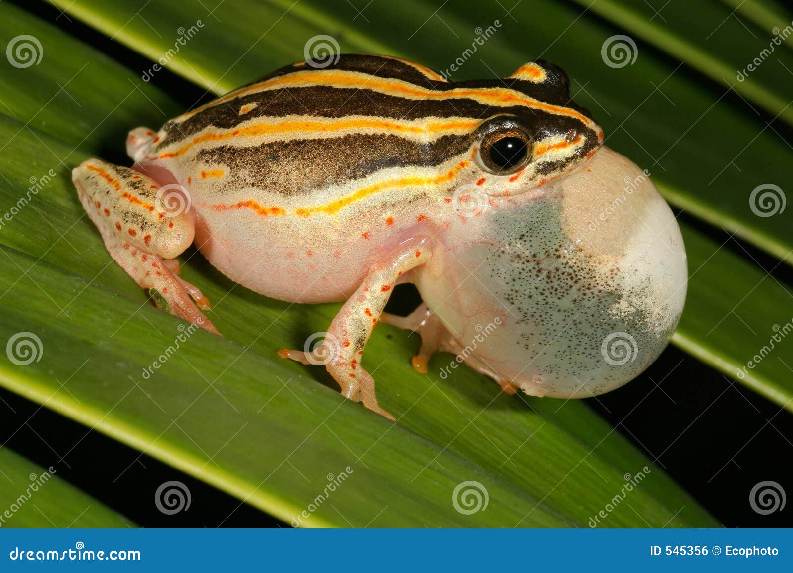 Painted reed frog stock photo. Image of marmoratus, african - 545356