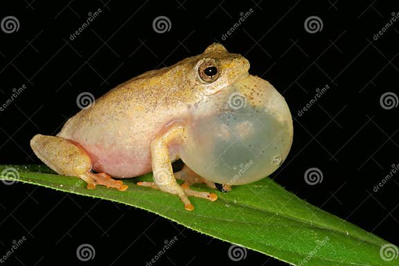 Painted reed frog stock photo. Image of jump, aquatic, habitat - 548554