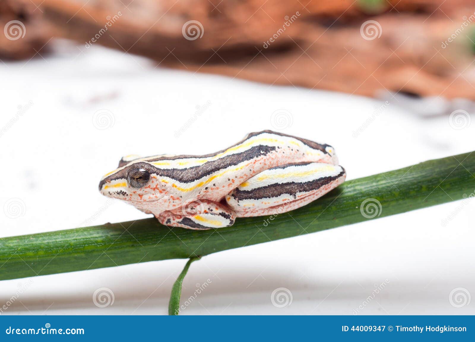 Painted Reed Frog Or Spoted Tree Frog Royalty-Free Stock Photography ...