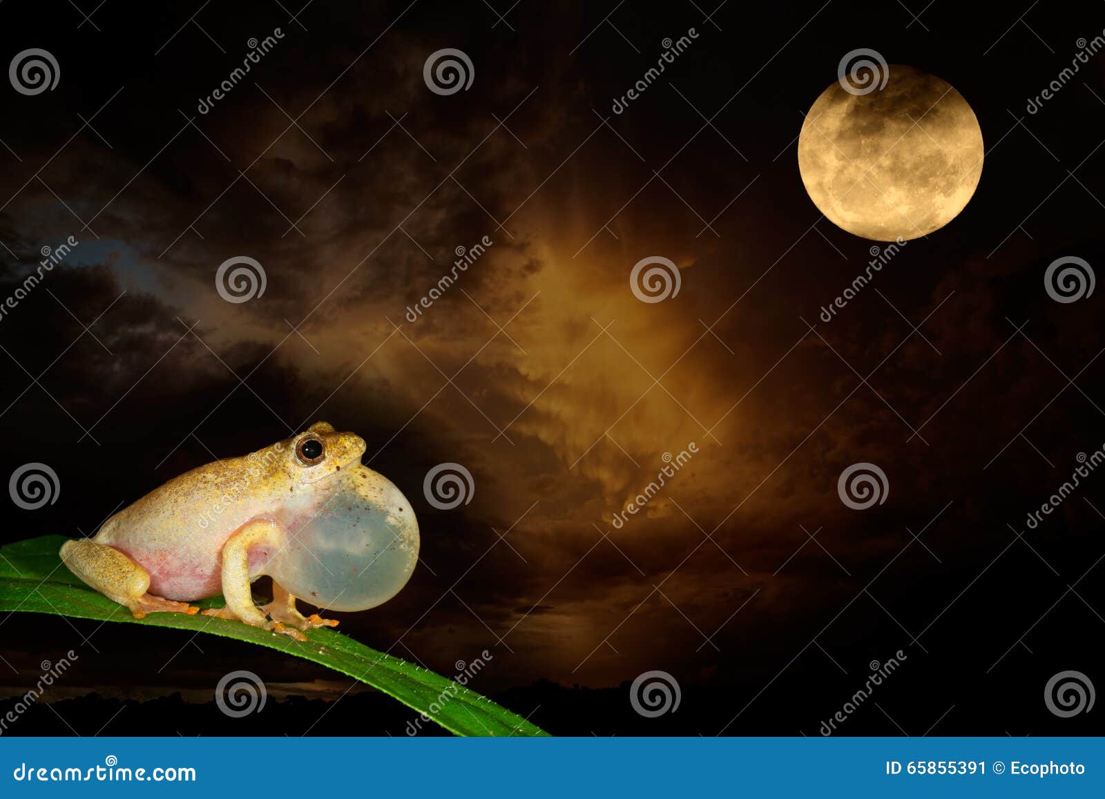 Painted reed frog and moon stock image. Image of frog - 65855391
