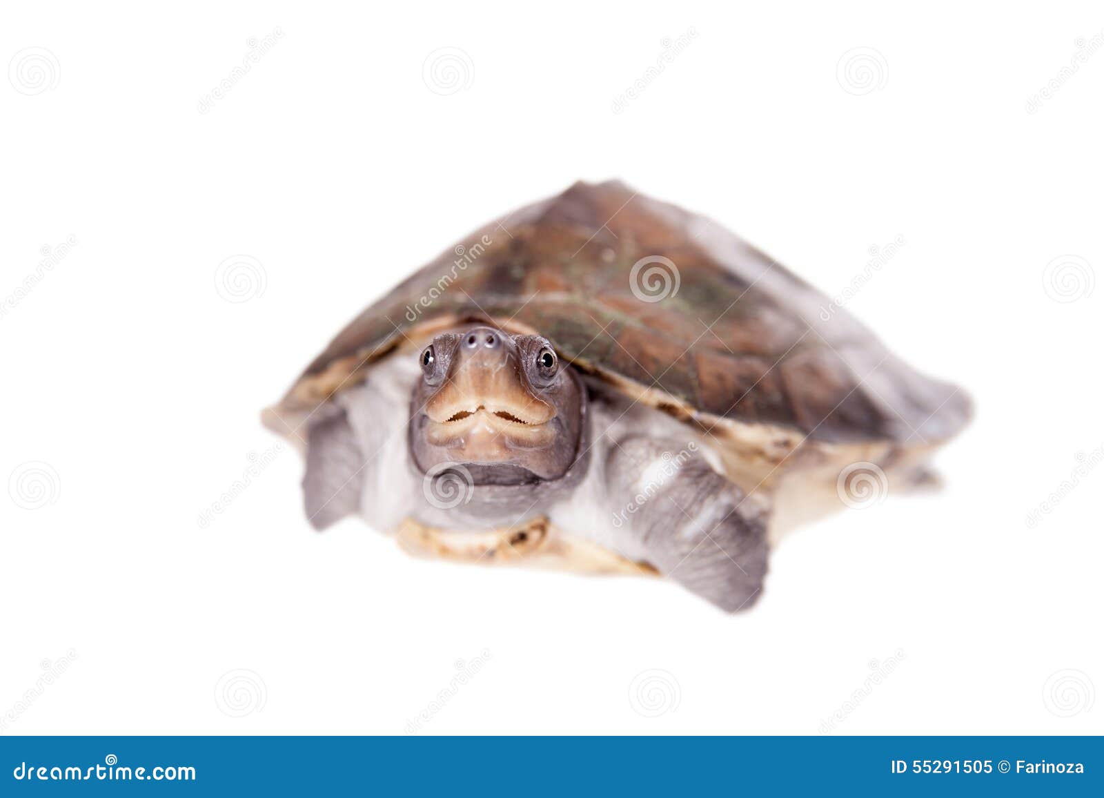 The Painted Terrapin, Painted Batagur, Or Saw-jawed Turtle Batagur ...