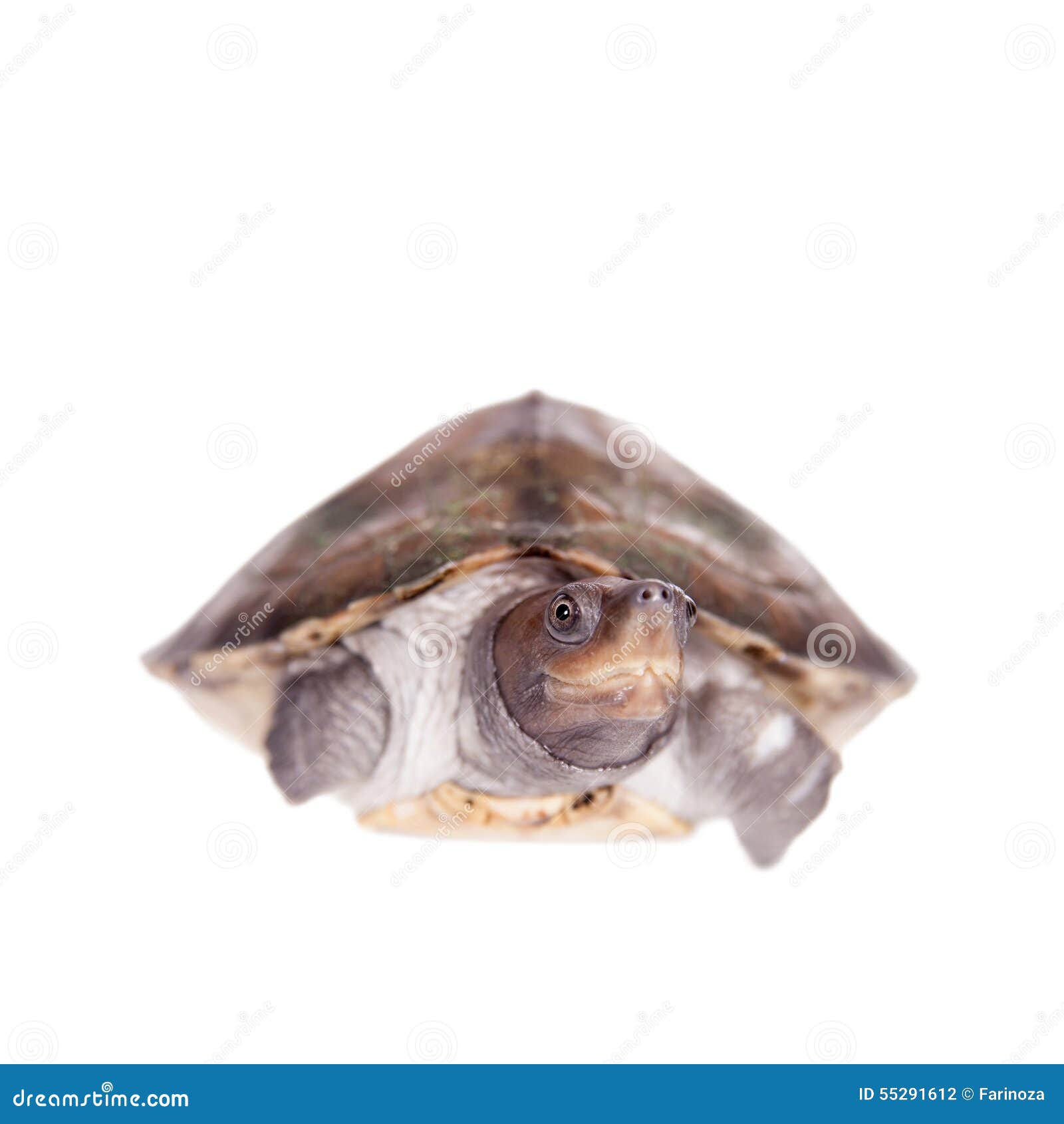 The Painted Terrapin, Painted Batagur, Or Saw-jawed Turtle Batagur ...