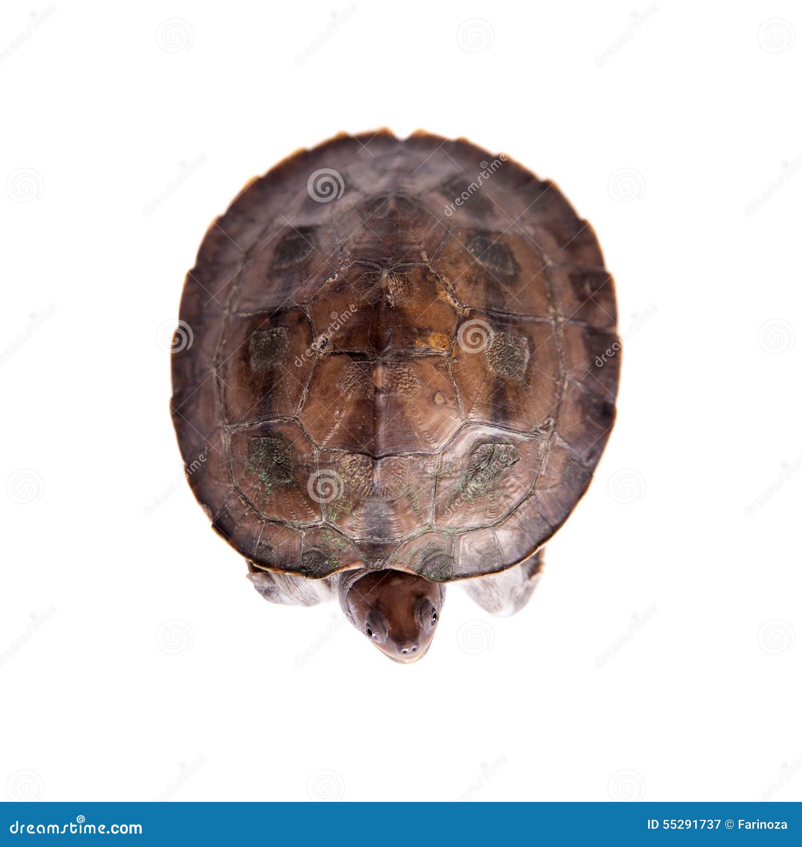 The Painted Terrapin, Painted Batagur, Or Saw-jawed Turtle Batagur ...