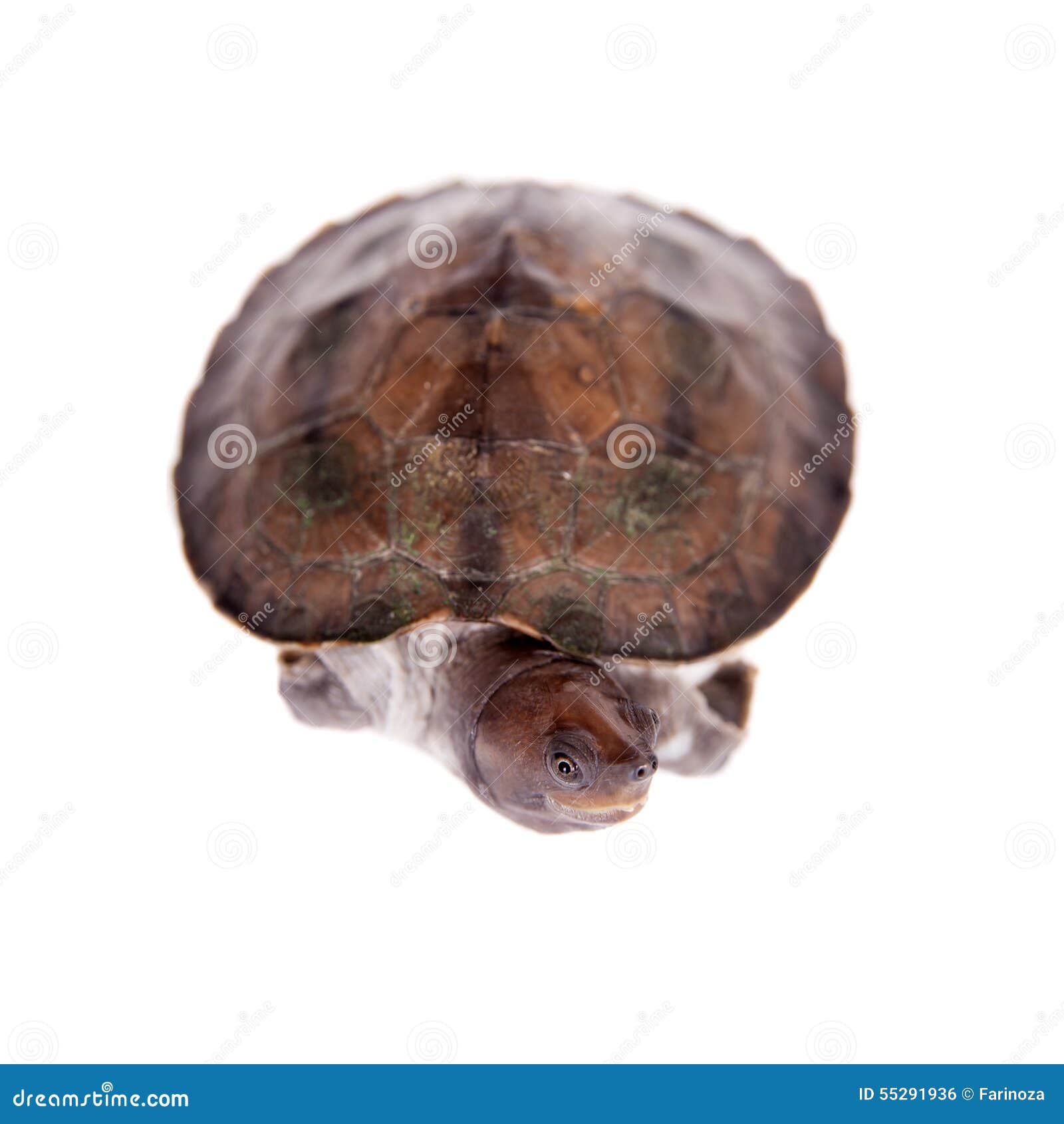 The Painted Terrapin, Painted Batagur, Or Saw-jawed Turtle Batagur ...