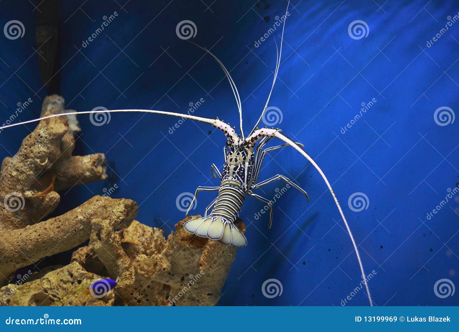 The Painted Rock Lobster Panulirus Versicolor. Stock Image ...