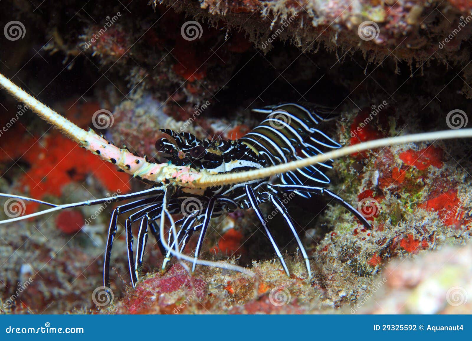Painted rock lobster stock photo. Image of arthropoda - 29325592