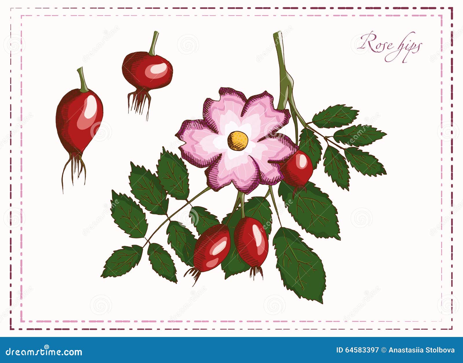 Painted rosehips stock vector. Illustration of floral - 64583397