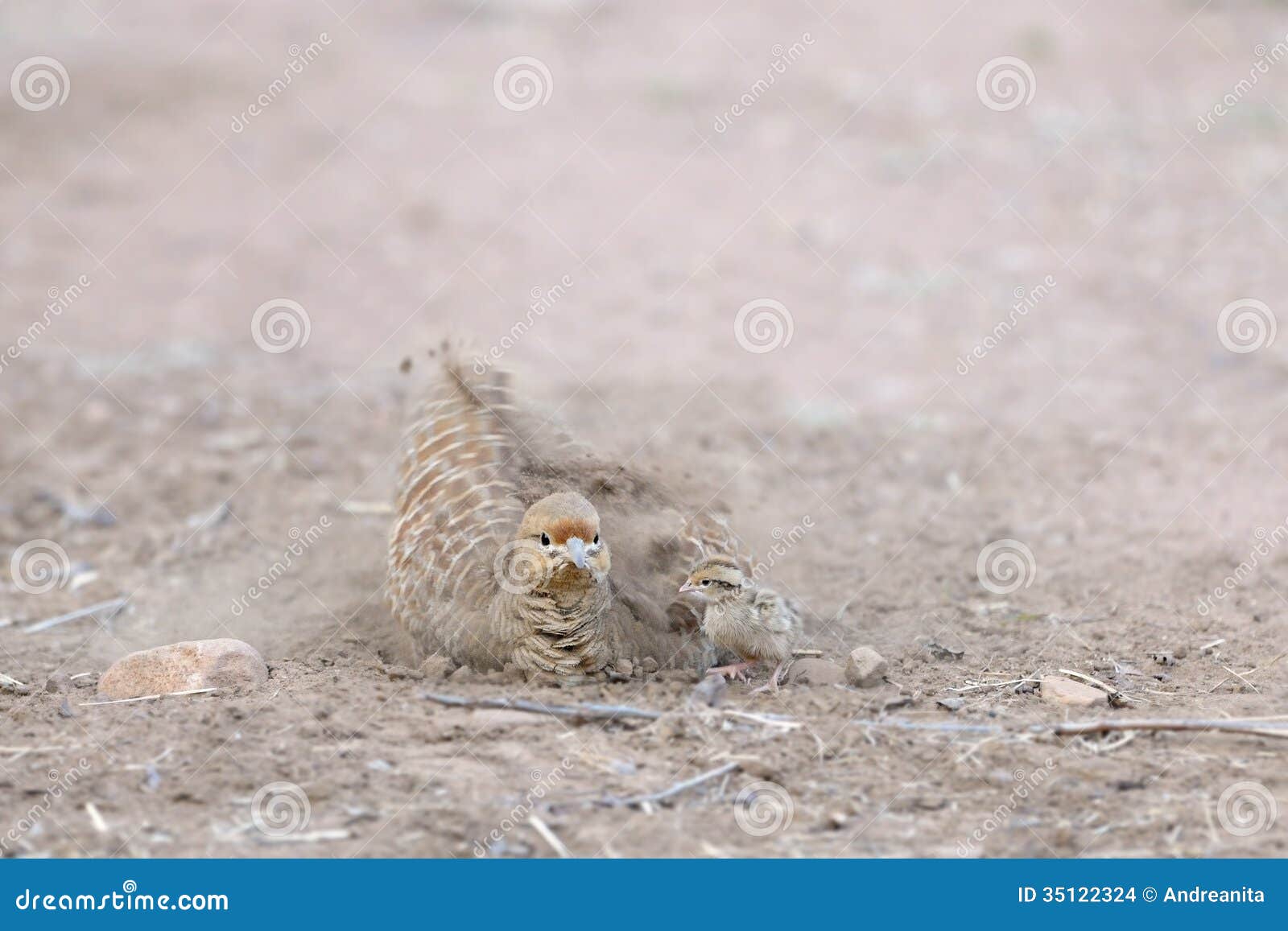 Painted Sandgrouse Or Pterocles Indicus Near Waterhole To Quench The ...